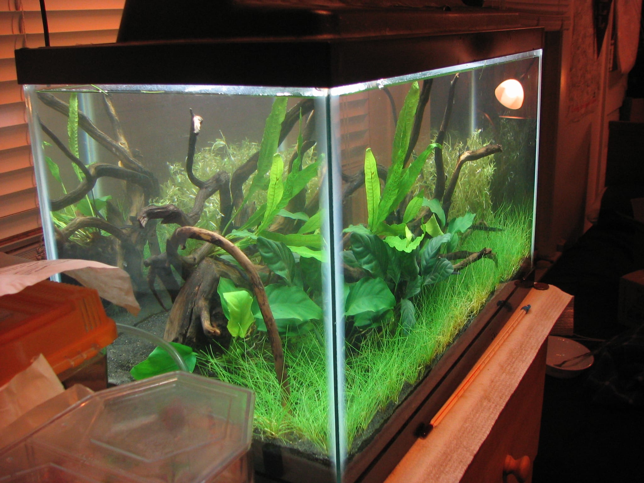 How to Setup a Non-CO2 Low-tech Planted Tank – Aquarium Fertilizer